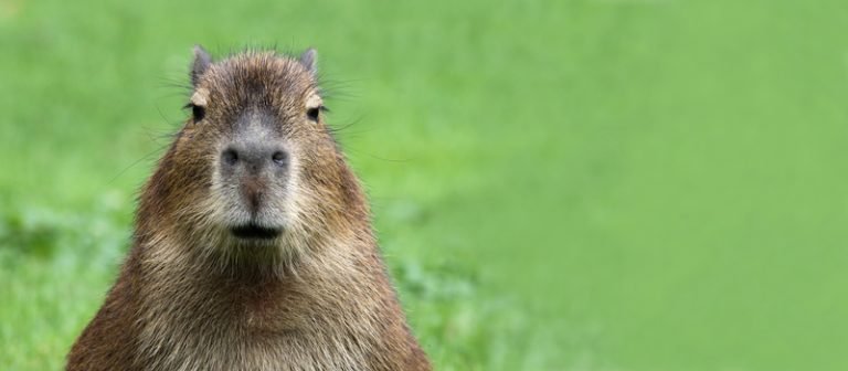 Capybara: All You Need to Know About the Chillest Animal on Earth ...